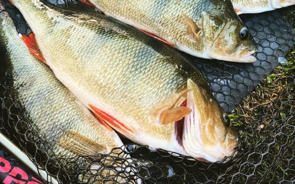 UK Perch Record (How & When Was It Caught?) - Predator Fishing World