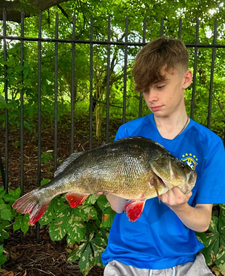 River Thames Produces one of the Largest Perch on Record! - Predator ...