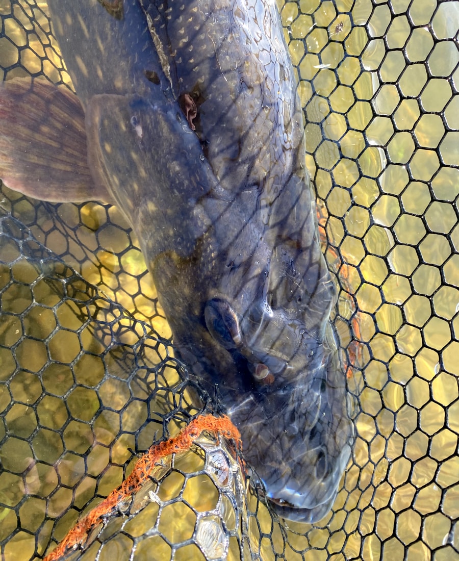 How To Hold A Pike (Without Getting Bitten!) - Predator Fishing World