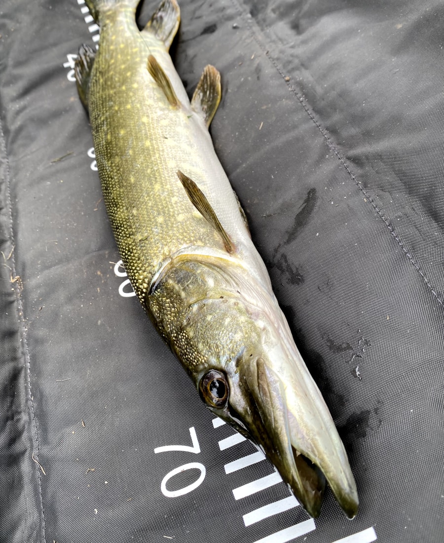 How To Hold A Pike (Without Getting Bitten!) - Predator Fishing World