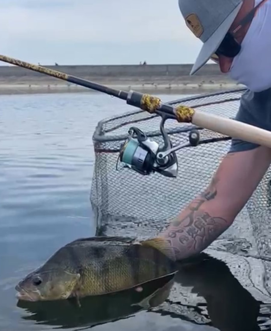Pristine 4lb+ reservoir perch snared by Luke Jordan - Predator Fishing ...