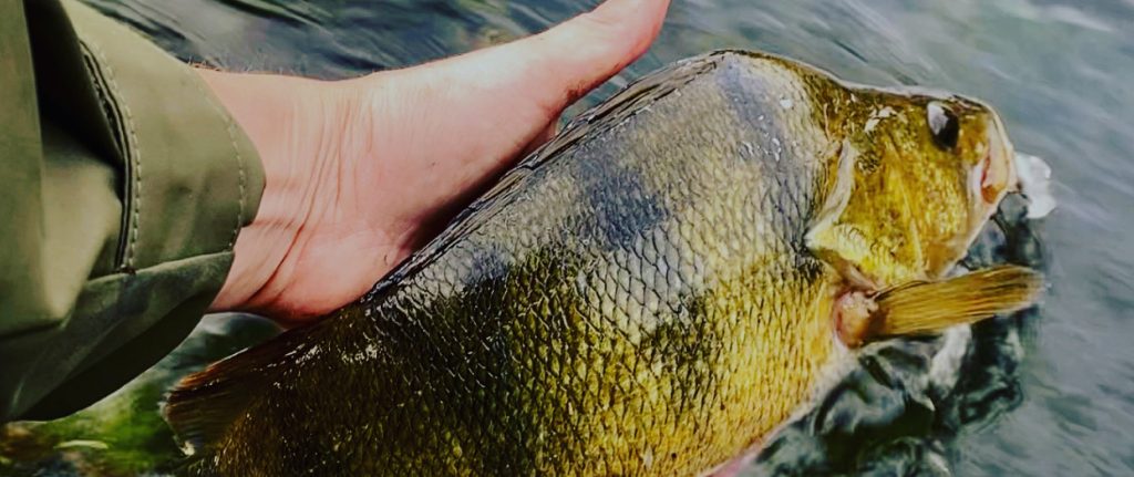 Predator Fishing Guides - Predator Fishing World