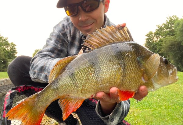 How to Catch Perch: Essential Tips and Techniques for Big Perch Fishing ...