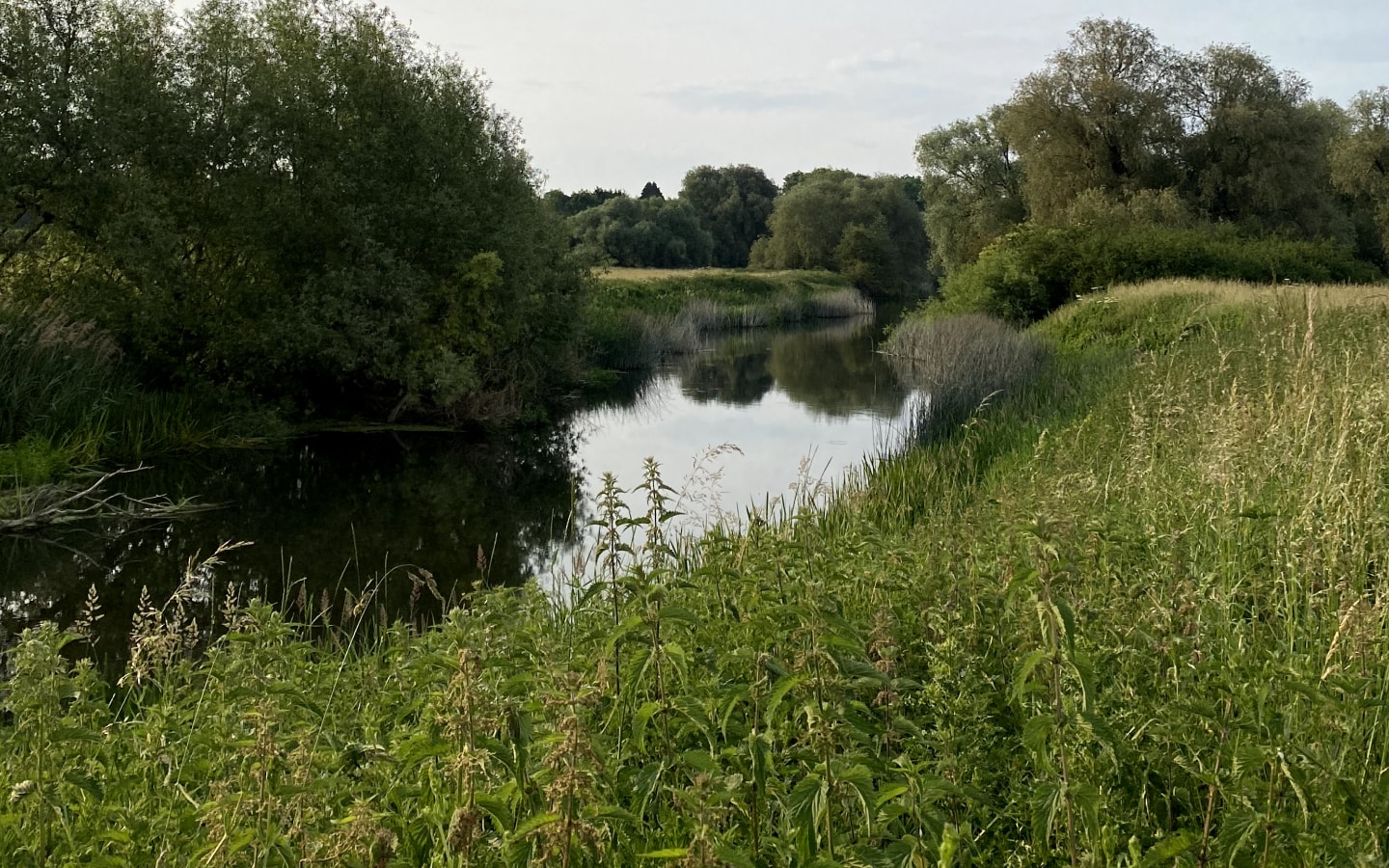 Targeting Specimen Perch on Lures (Part 1) - Predator Fishing World