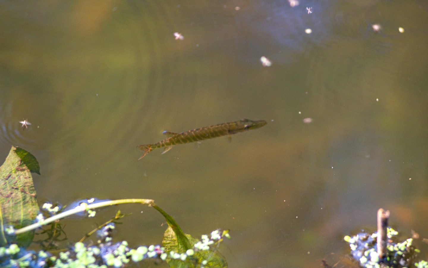 When Do Pike Spawn In The UK? - Predator Fishing World