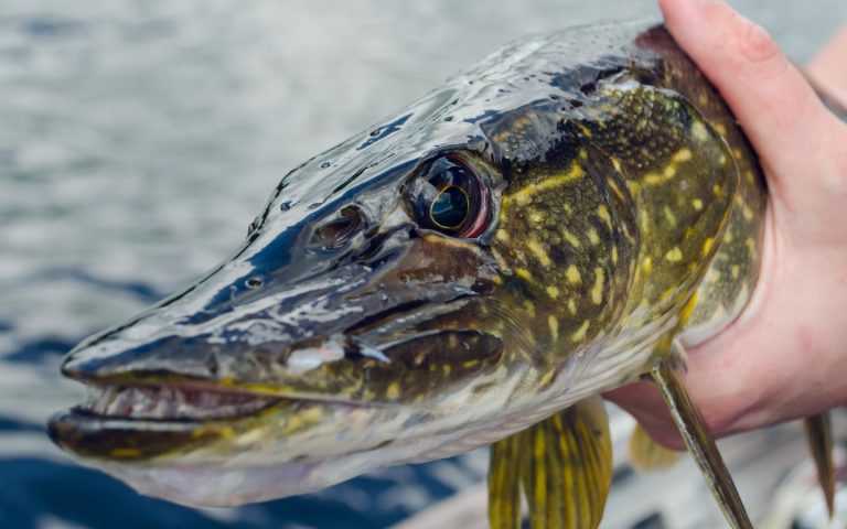 When Do Pike Spawn In The UK? - Predator Fishing World