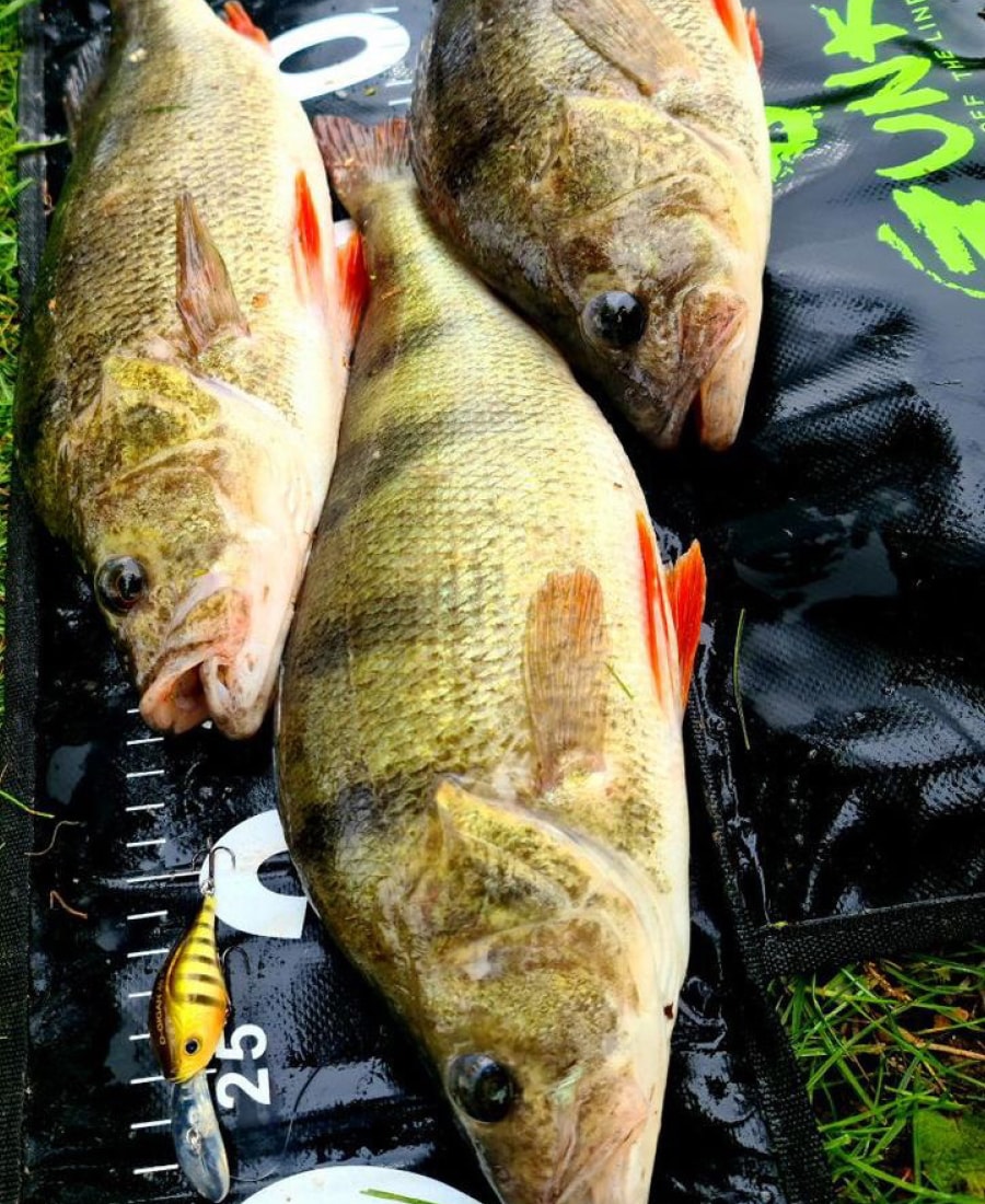 Ash Costa - What is Speed-Cranking? And When or Where Should It Be Used? - Predator Fishing World