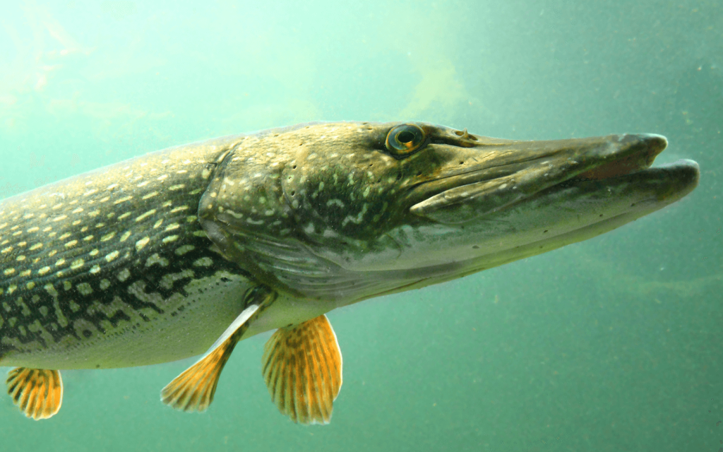 The British Record Pike: Everything You Need To Know