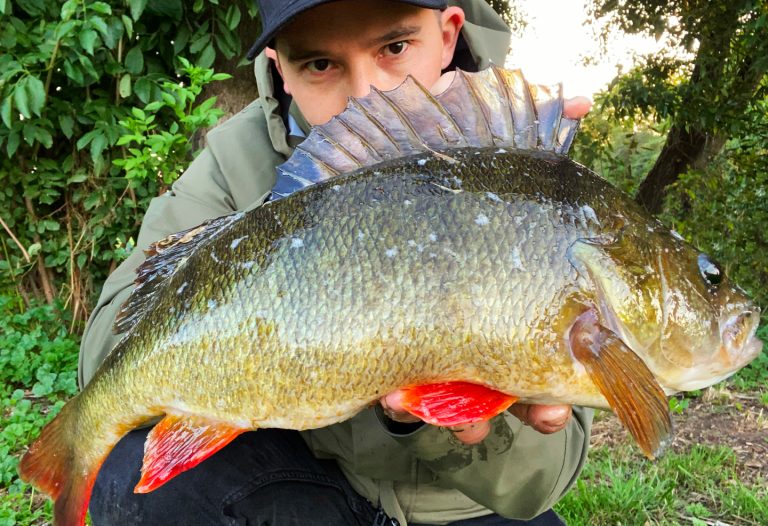 Best Perch Lures in the UK: Top Picks for Anglers - Predator Fishing World