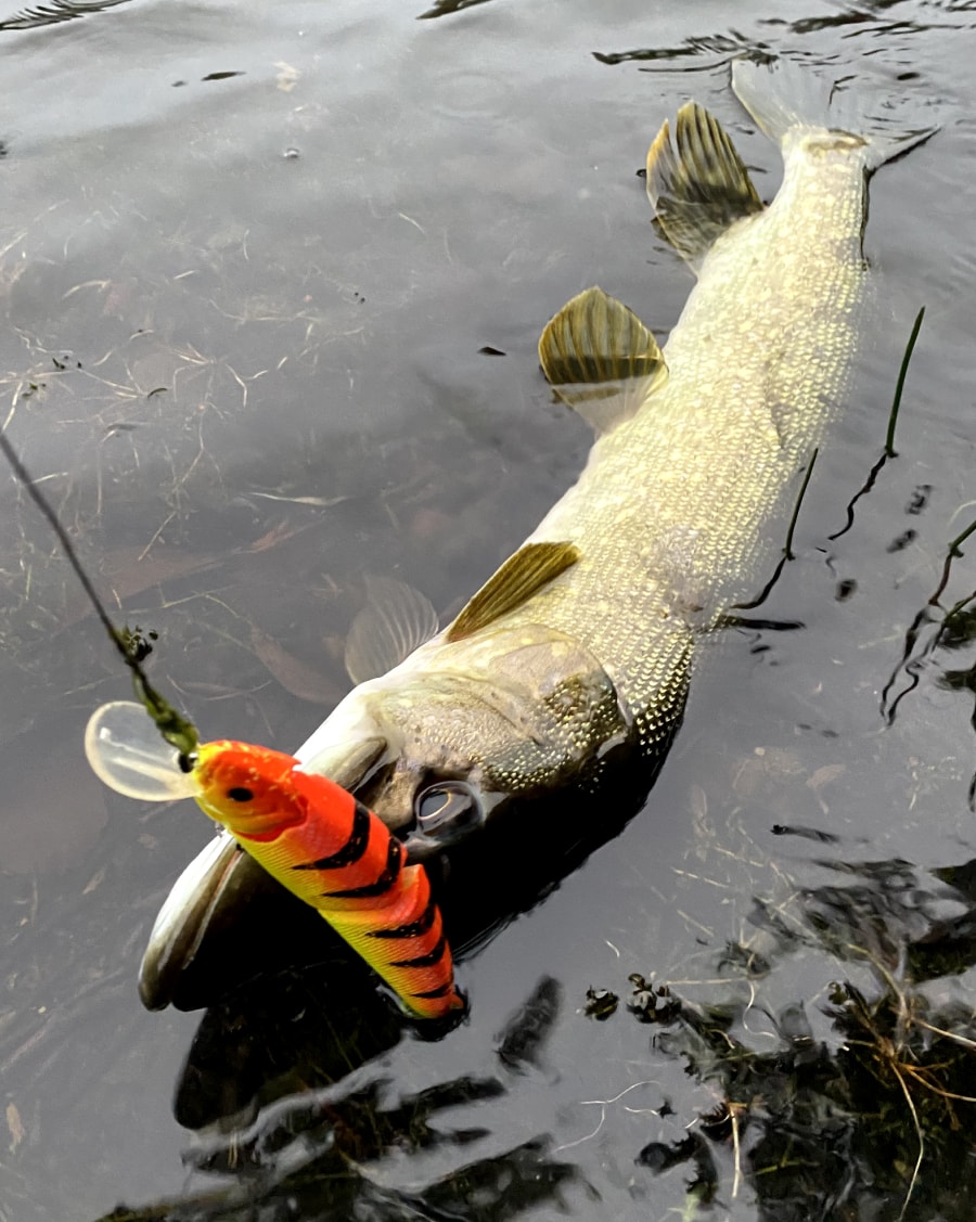 Best Wire Trace For Pike Fishing (No More Cut Offs!) - Predator Fishing World