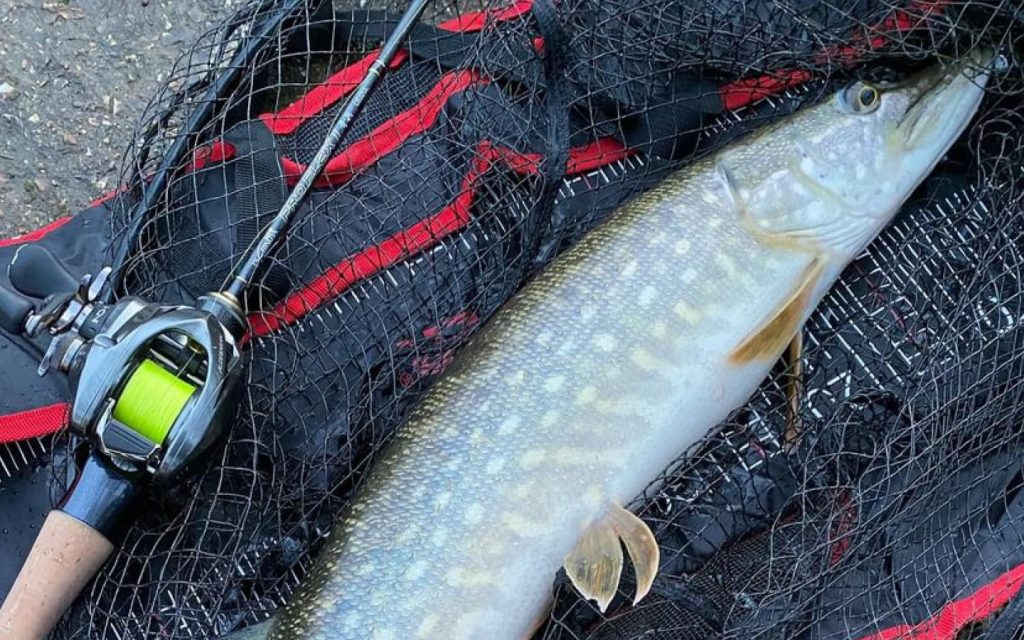 The Ultimate Guide to Canal Pike Fishing: How to Find and Catch Them ...