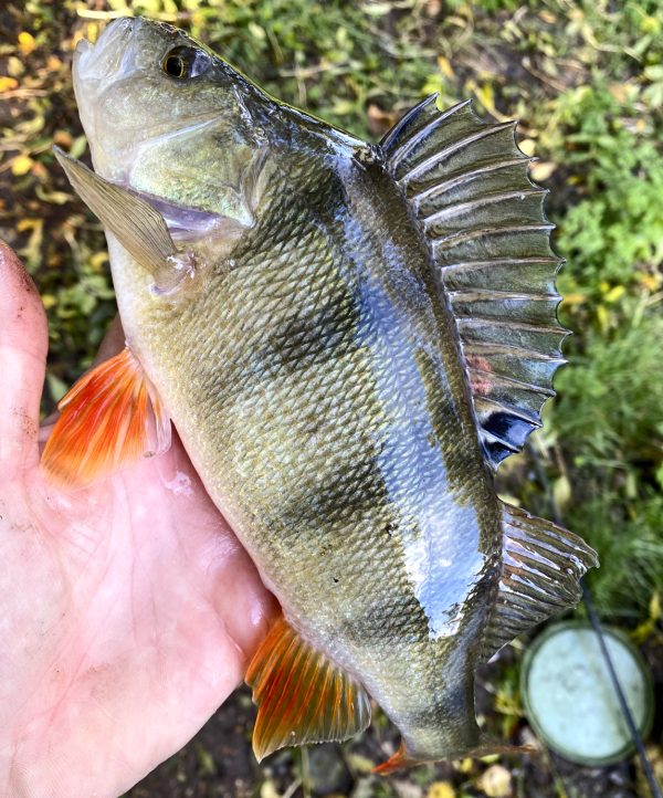 Exploring the Culinary Preferences of Perch: What Do Perch Eat ...