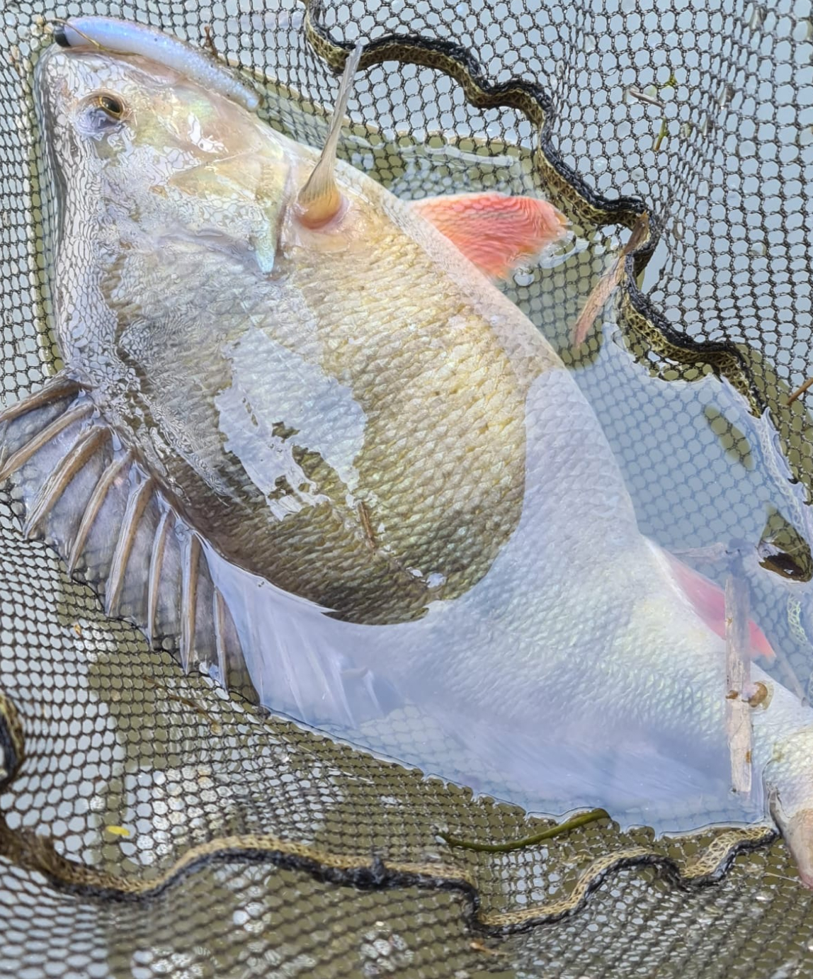 Exploring the Culinary Preferences of Perch: What Do Perch Eat ...