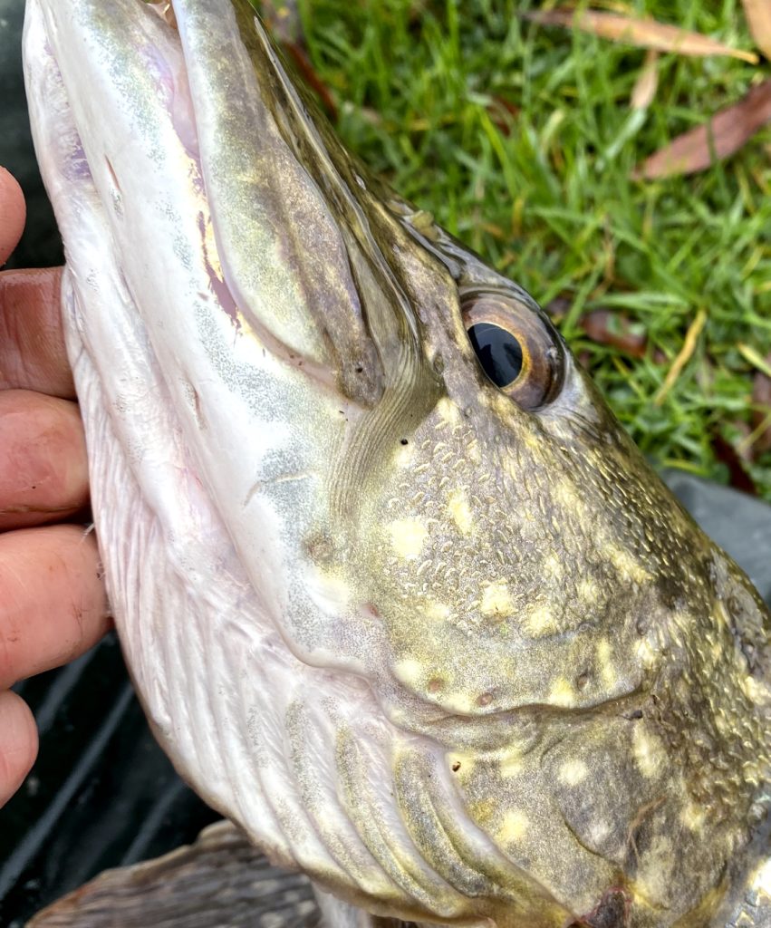 Pike No.6 Barbed Pop Up BUY 4 & GET 1 FREE Pike Fishing Dead Bait Wire ...