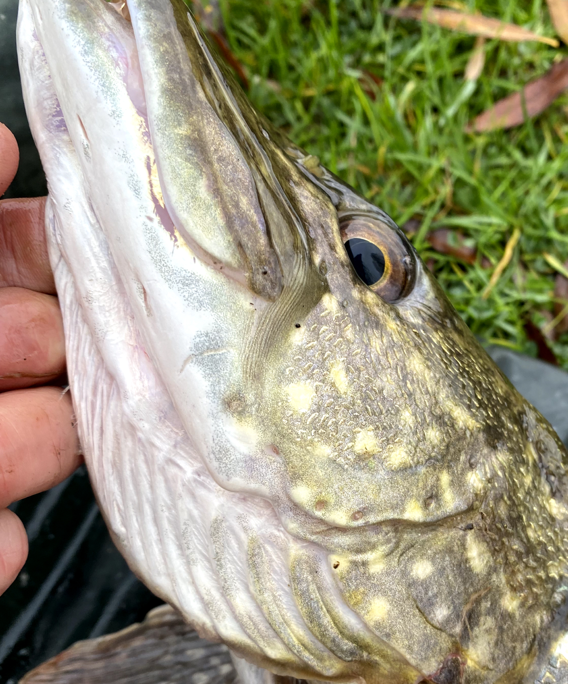 Mastering Deadbaiting: The Best Pike Rigs for Lakes - Predator Fishing ...