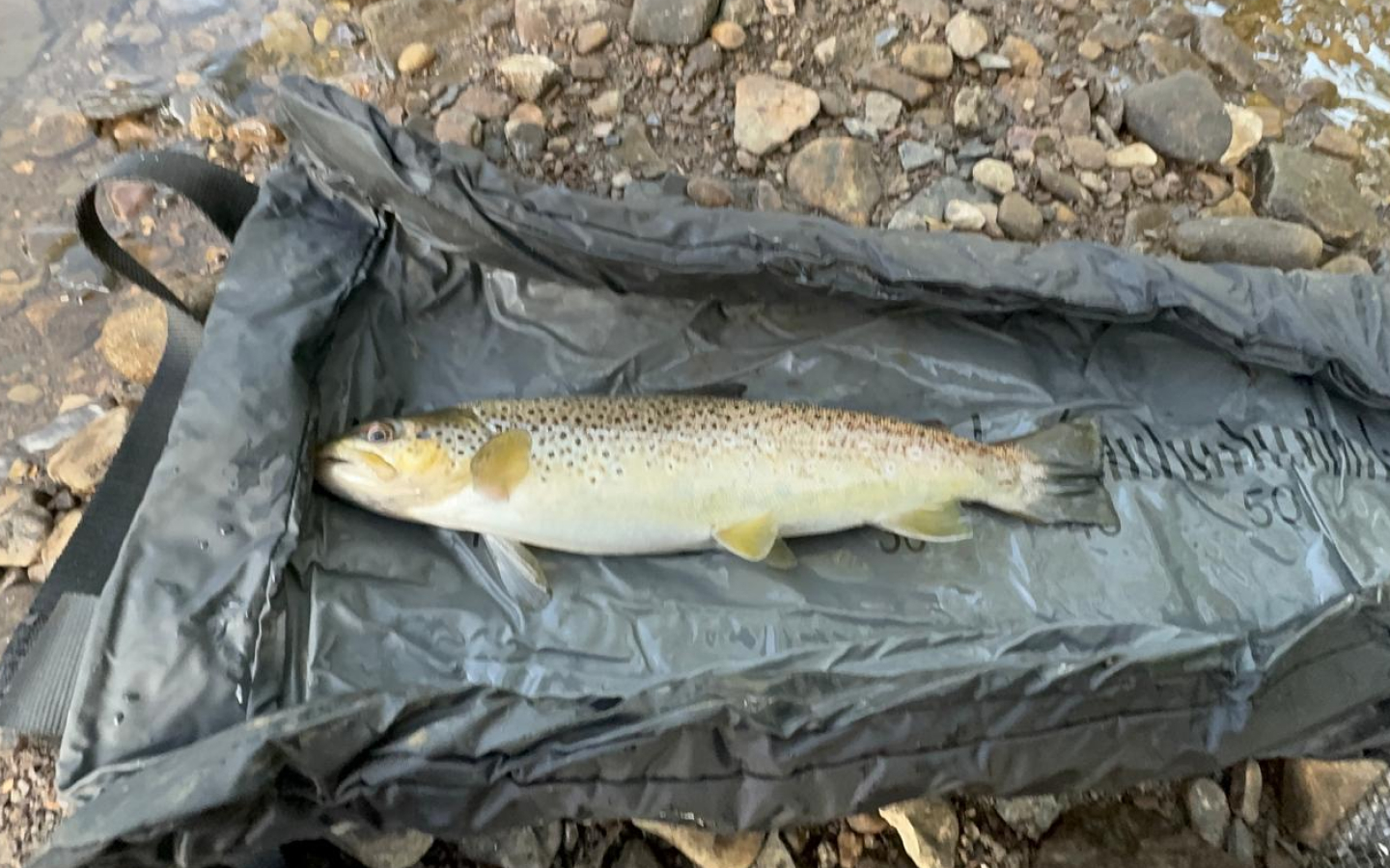 Catching Trout on a single Hook spinner lure - Predator Fishing World