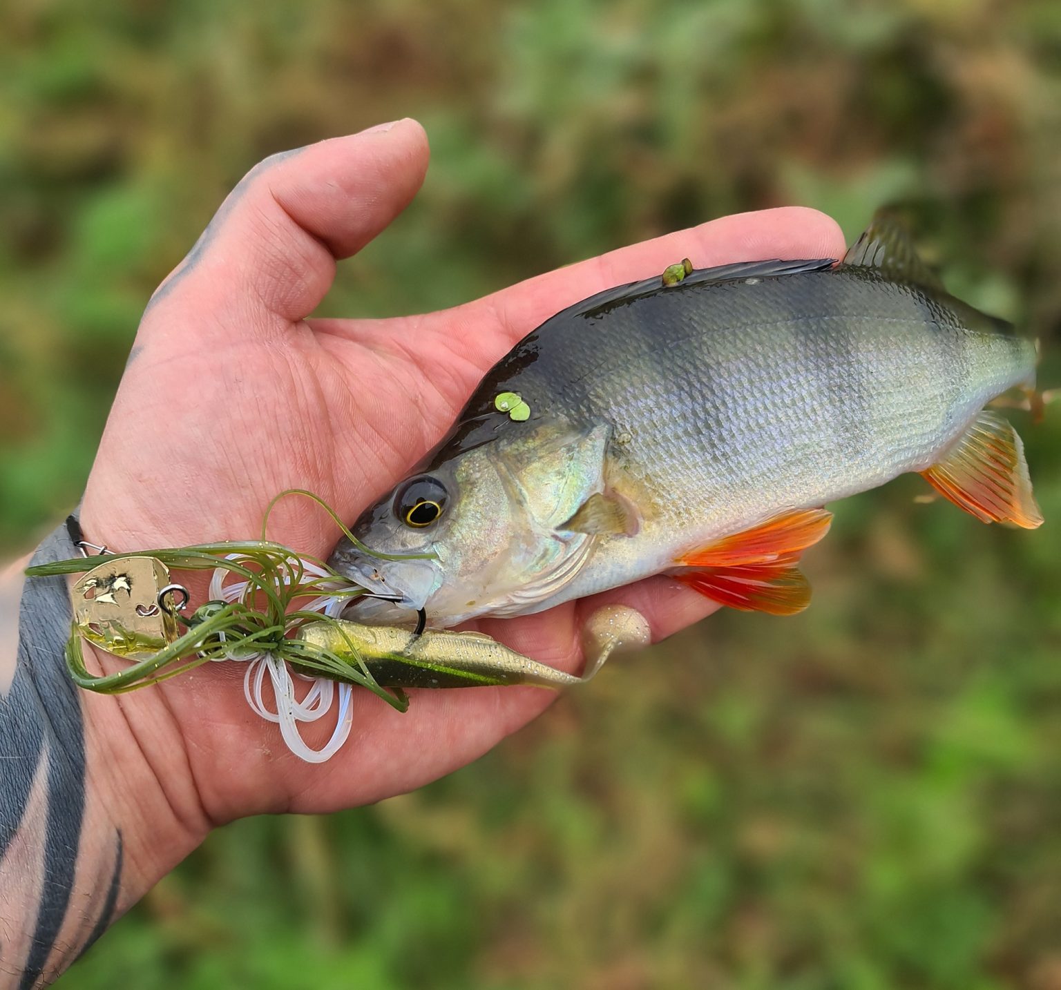 Predator Fishing World - The go-to Source for Predator Fishing in the ...