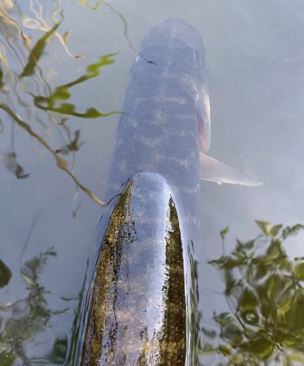 Are Pike Territorial? An Insight into the Behaviour of the Northern ...