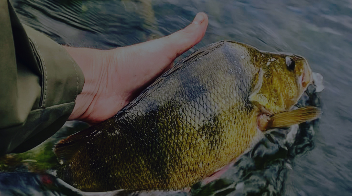 Predator Fishing Store - Predator Fishing World