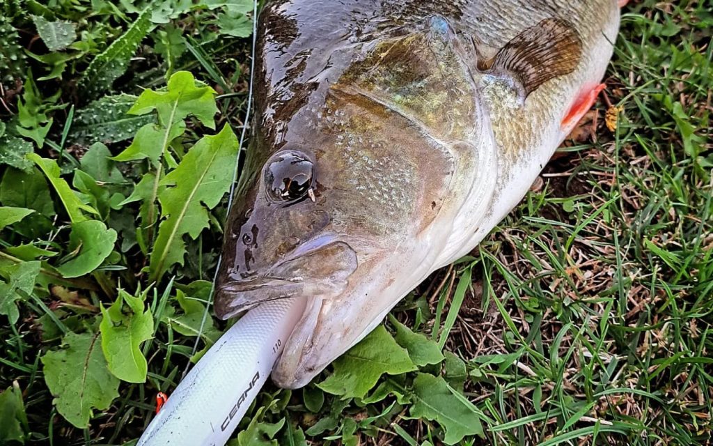 Surface Fishing for Perch: Techniques and Tips with Hayden Seabrook ...