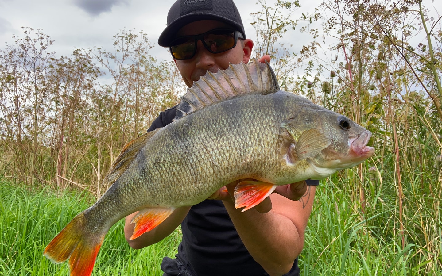 When Is Perch Fishing Season? - Predator Fishing World