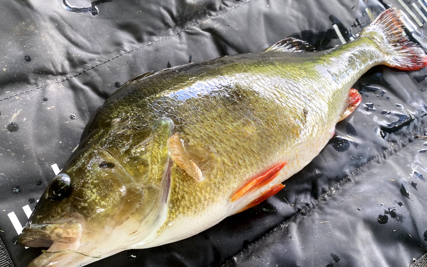 Away Days 3: Summer Perch Fishing - Predator Fishing World
