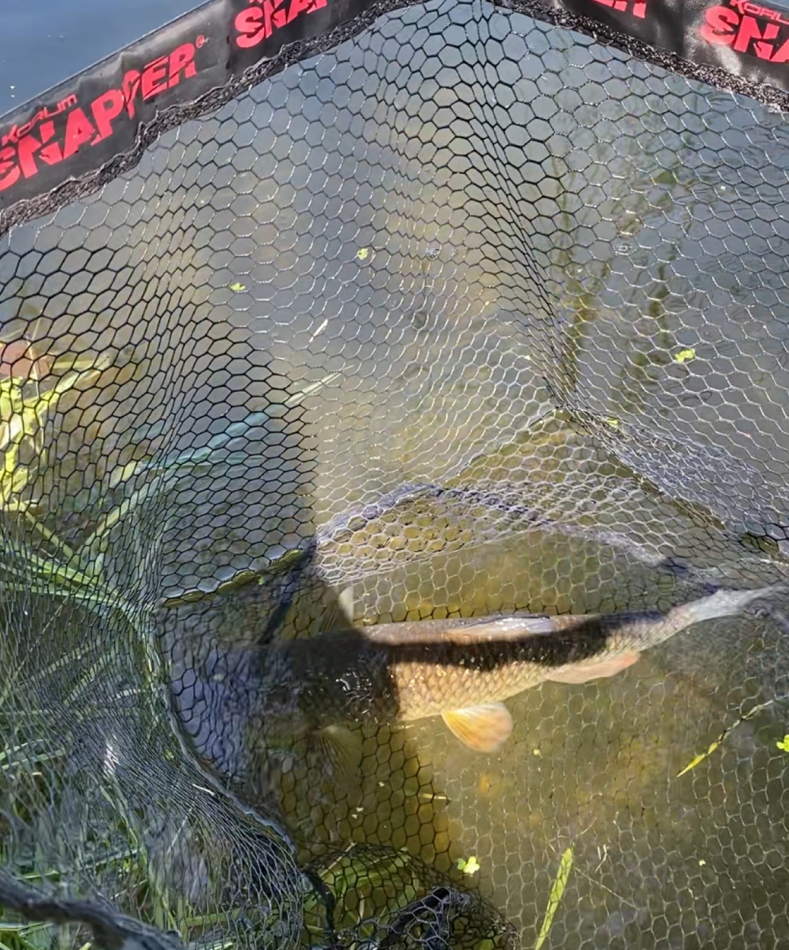 Top 5 Lures for Catching Chub off the Surface - Predator Fishing World