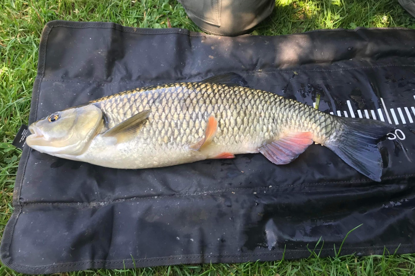 Chub Fishing with Lures: Top Ten Tips to catch More Chub! - Predator ...