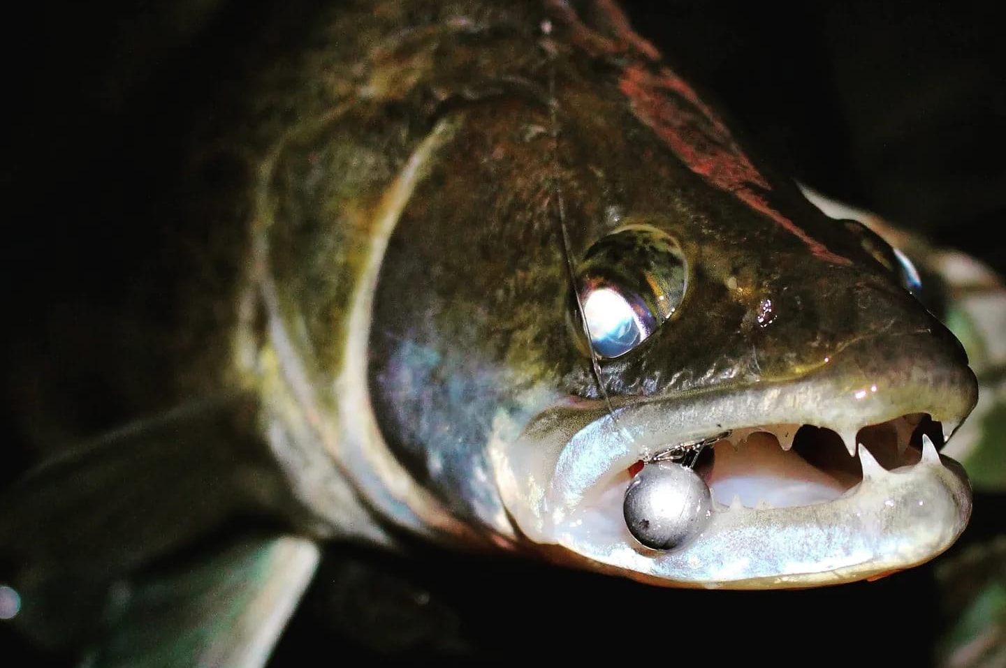 Top 10 Tips for Catching More Zander on Lures - Predator Fishing World