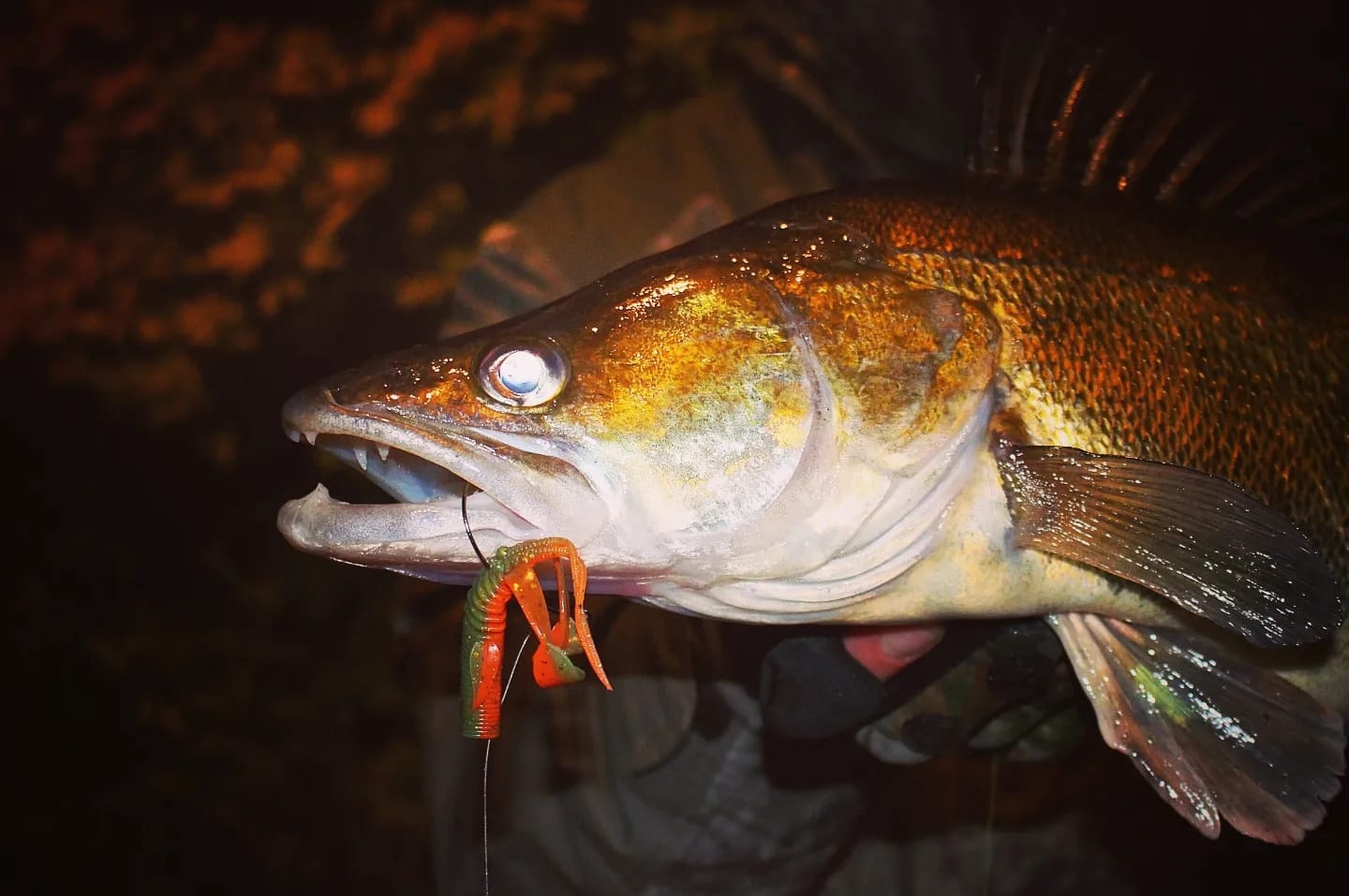 Zander Fishing in the Fens - Predator Fishing World