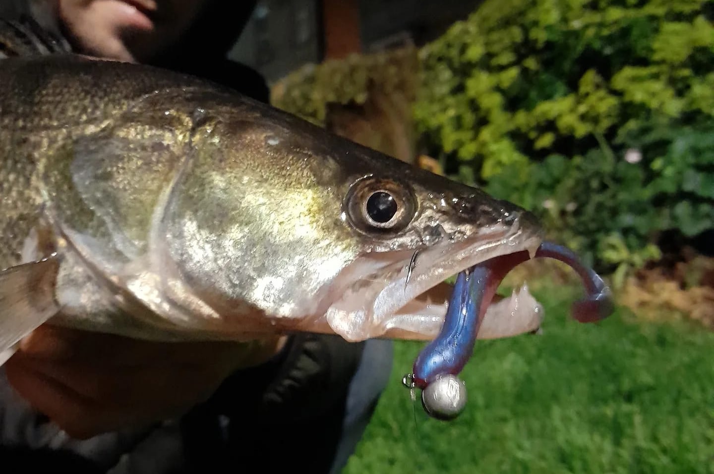 Top 10 Tips for Catching More Zander on Lures - Predator Fishing World