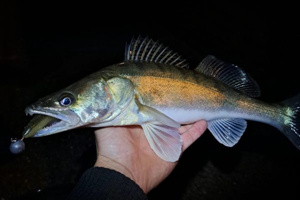 Top 10 Tips for Catching More Zander on Lures - Predator Fishing World