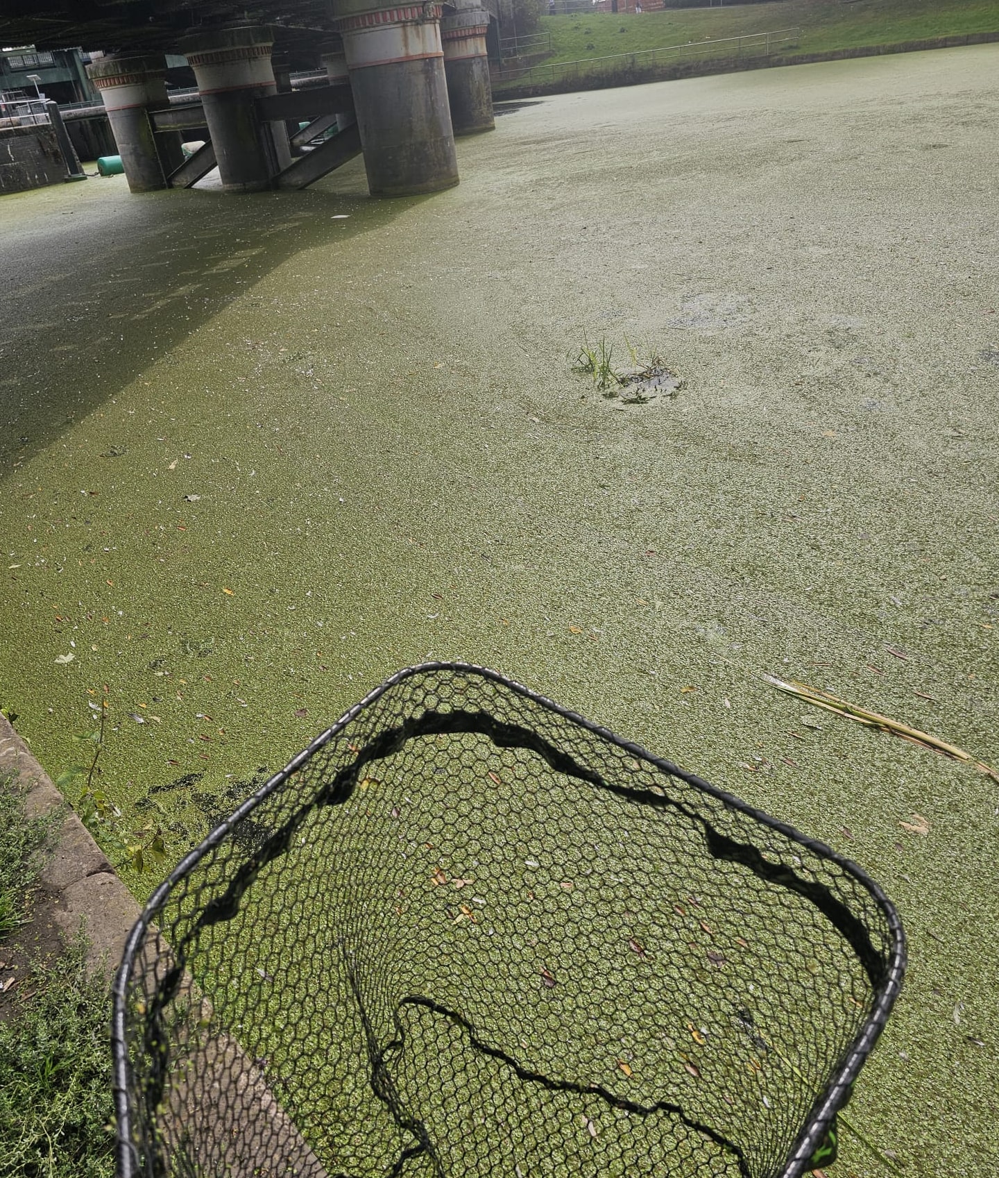 How to Effectively Fish for Perch In Heavy Weed - Predator Fishing World