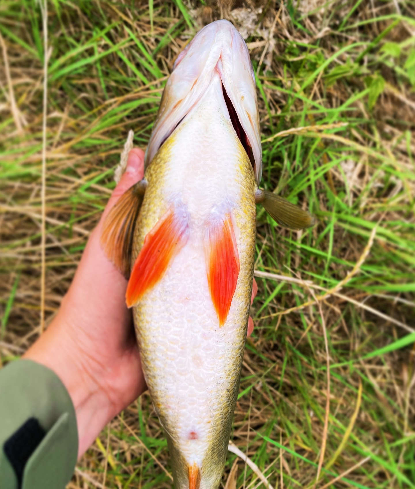 Dropshot Fishing for Perch: The Ultimate Guide to Mastering This ...