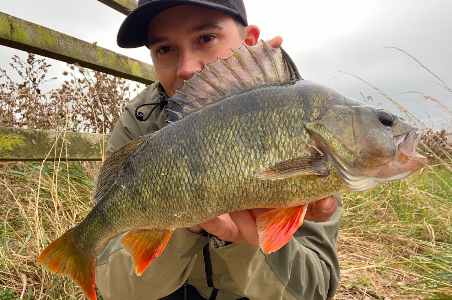 Dropshot Fishing for Perch: The Ultimate Guide to Mastering This ...