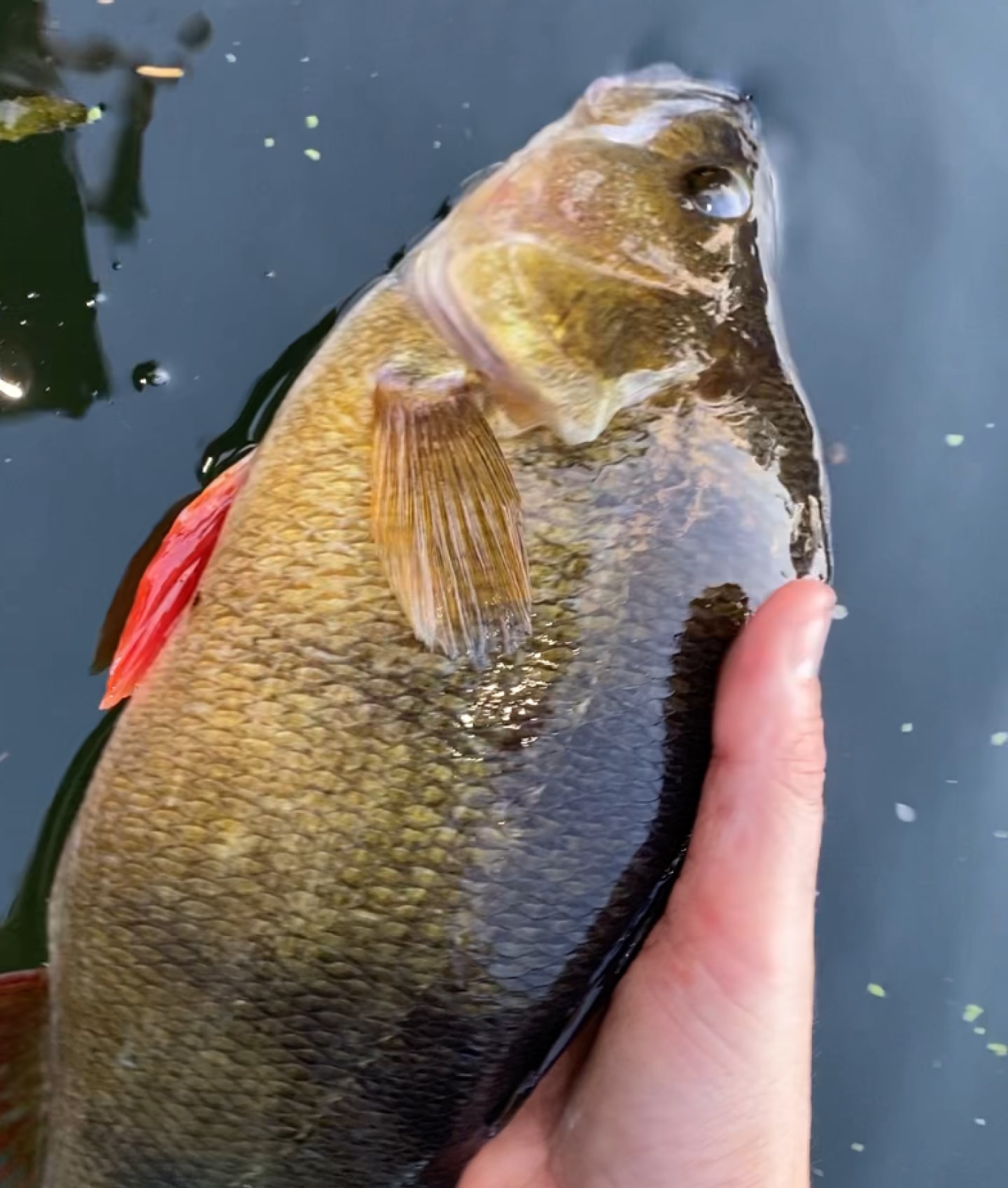 Dropshot Fishing for Perch: The Ultimate Guide to Mastering This ...