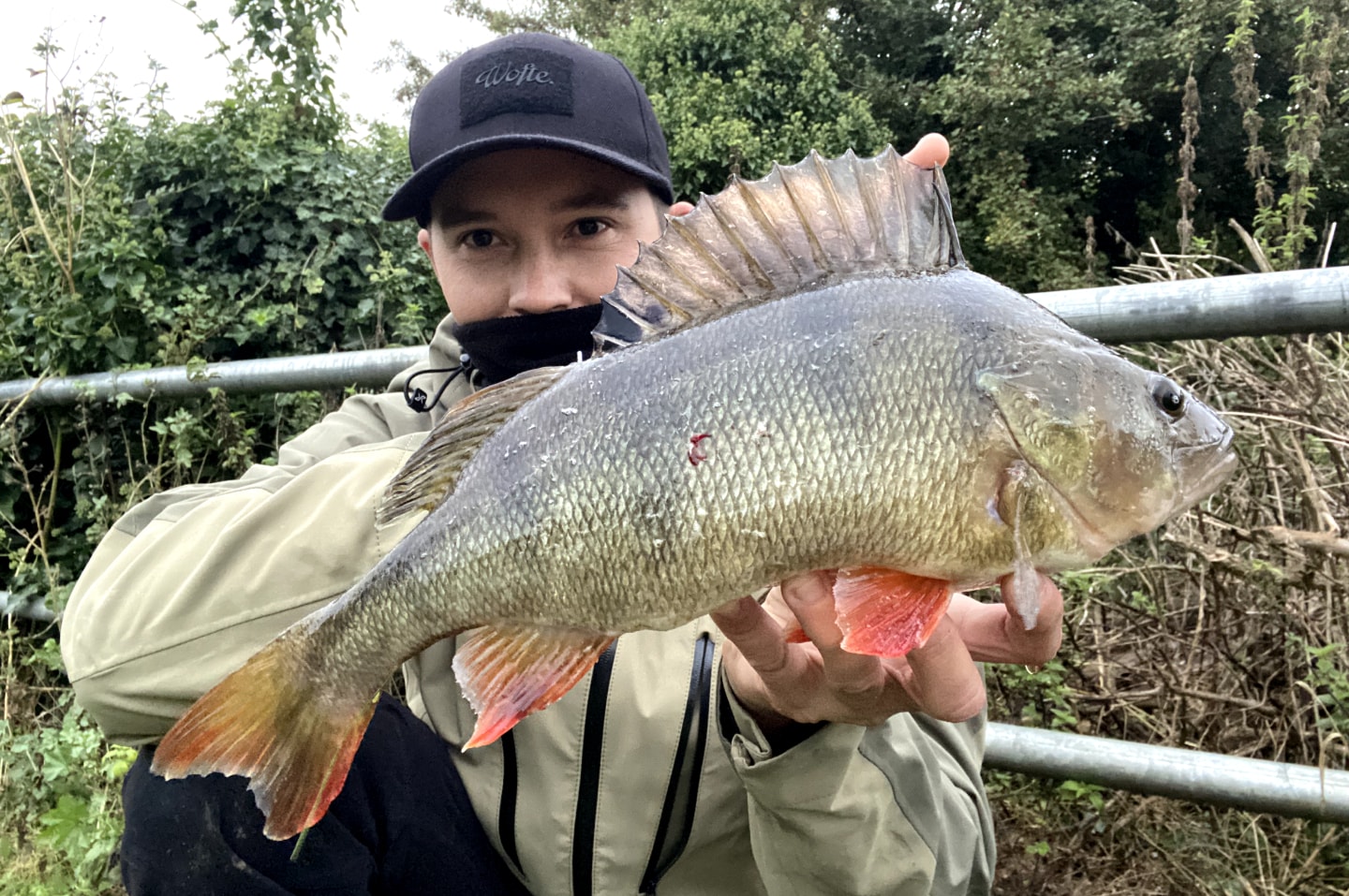 Dropshot Fishing for Perch: The Ultimate Guide to Mastering This ...