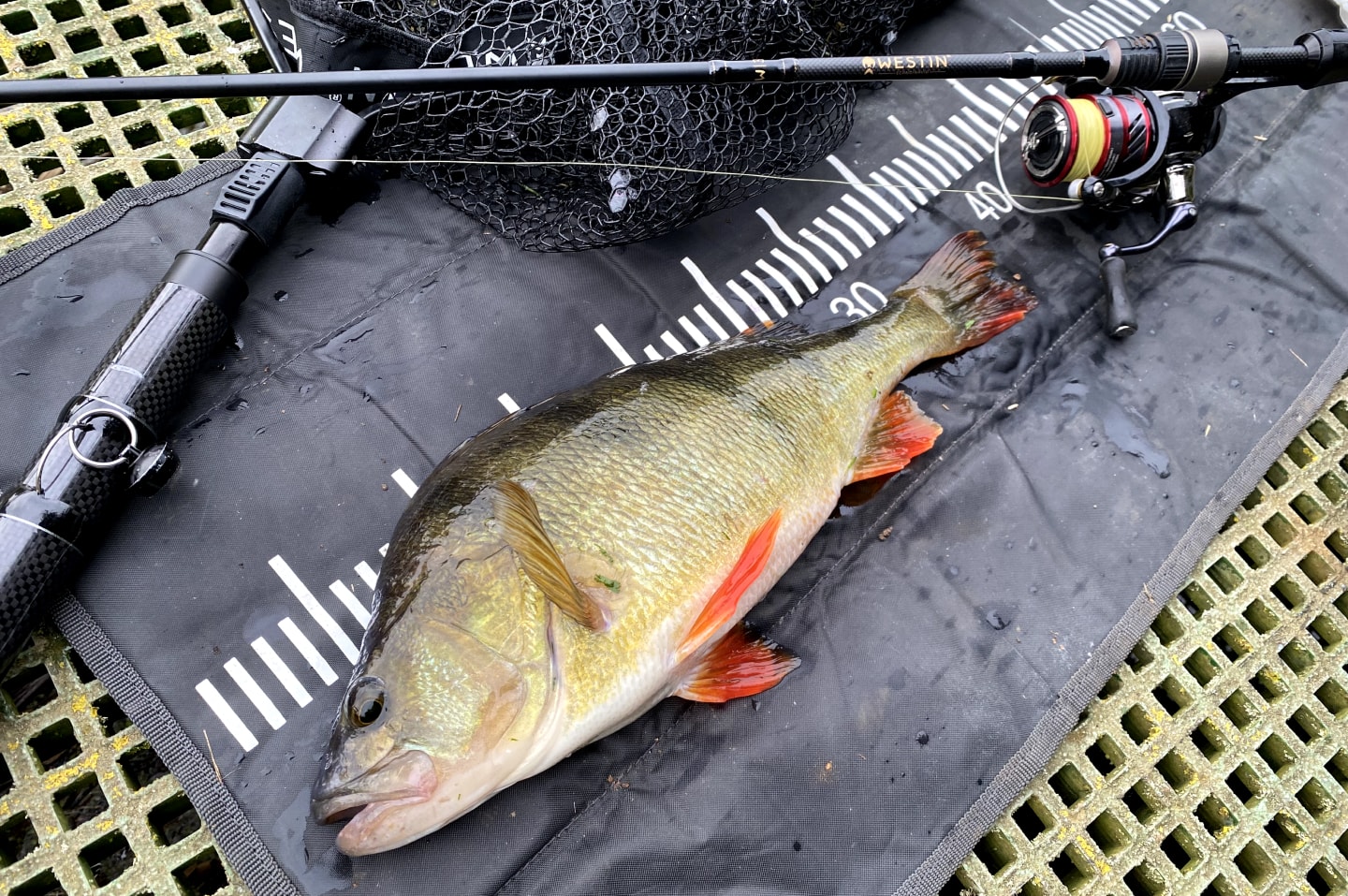 How to Catch Perch: Essential Tips and Techniques for Big Perch Fishing ...