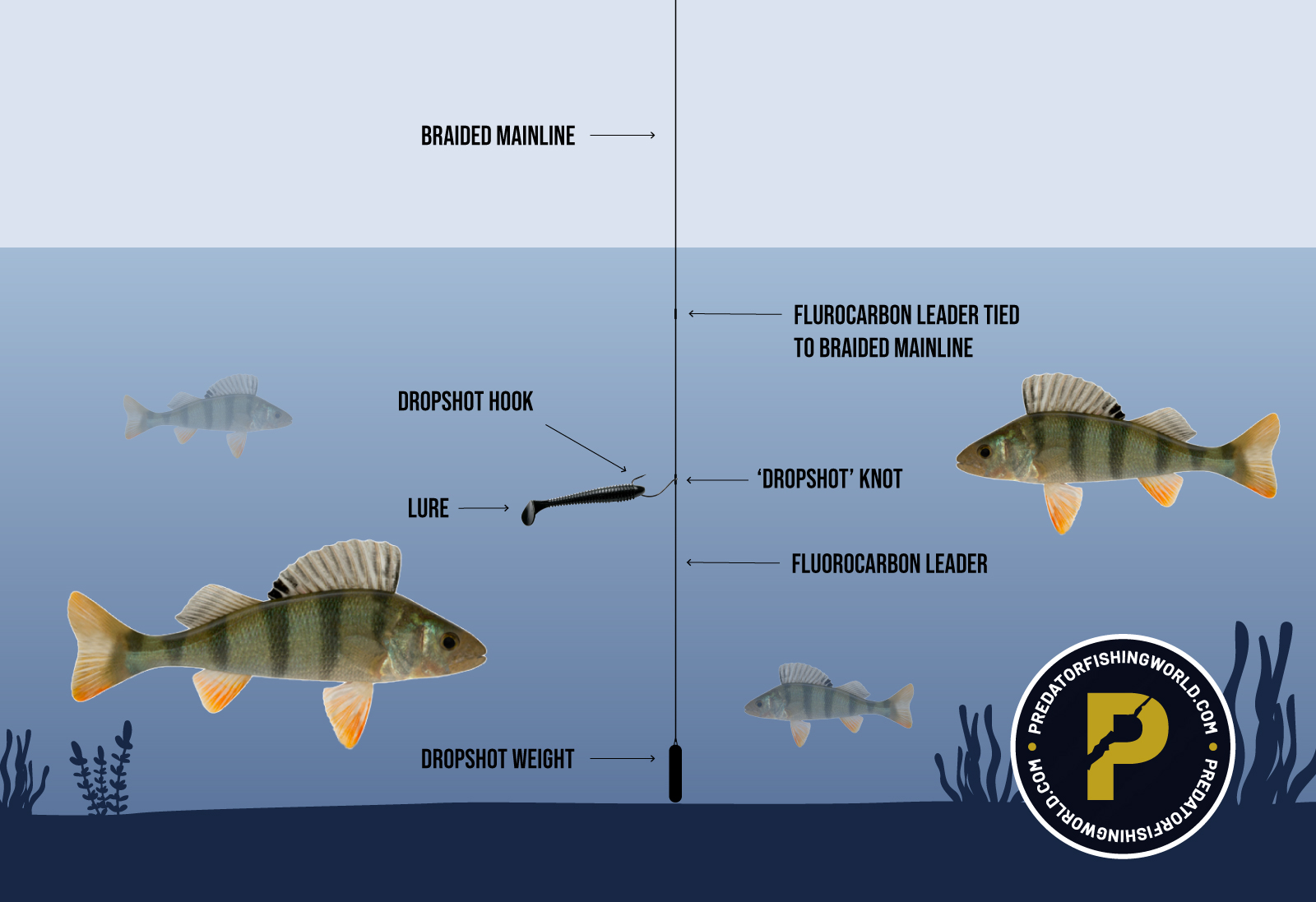 Dropshot Fishing for Perch: The Ultimate Guide to Mastering This ...