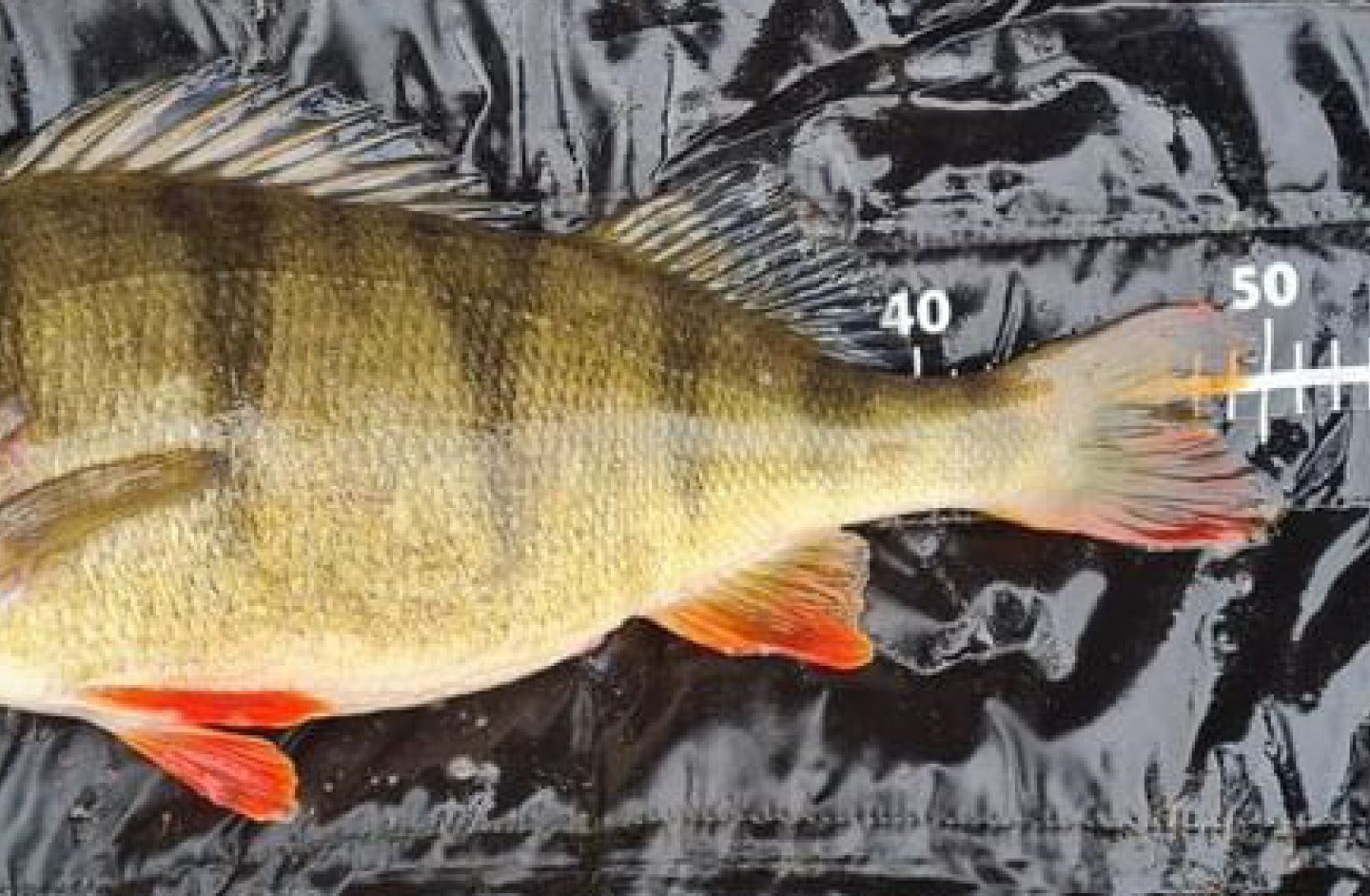 Fishing for Perch in and Around Snags: A Guide to Success - Predator ...