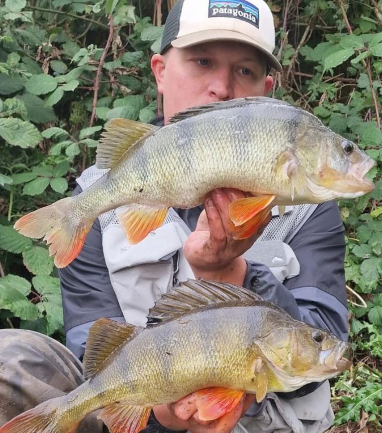 Fishing for Perch in and Around Snags: A Guide to Success - Predator ...