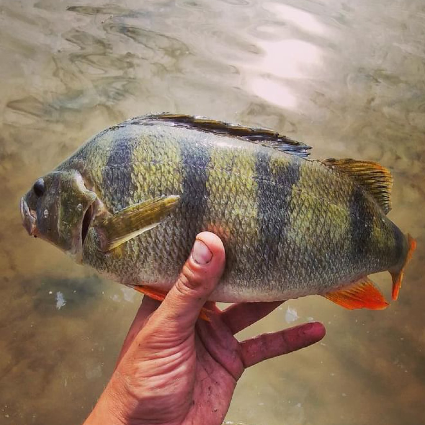 Fishing for Perch in and Around Snags: A Guide to Success - Predator ...