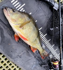 How to Catch Perch: Essential Tips and Techniques for Big Perch Fishing ...