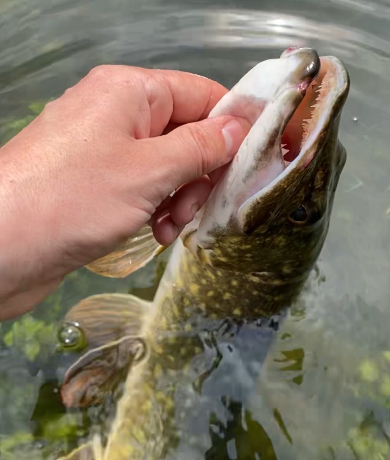How to Start Pike Fishing: A Comprehensive Guide - Predator Fishing World