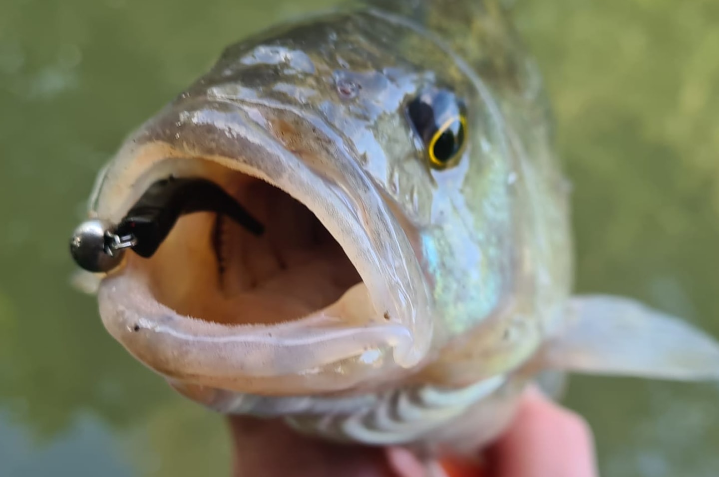 A Morning Perch Fishing on the Canal: Small Lures, Big Rewards ...