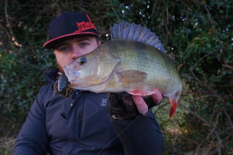 How to Fish the Texas Rig for Perch - Predator Fishing World