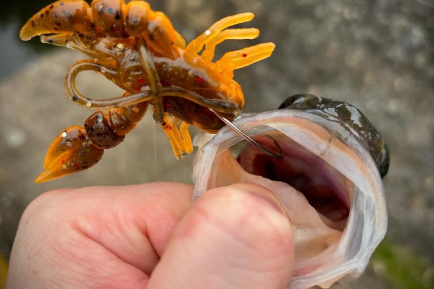 How to Fish the Texas Rig for Perch - Predator Fishing World