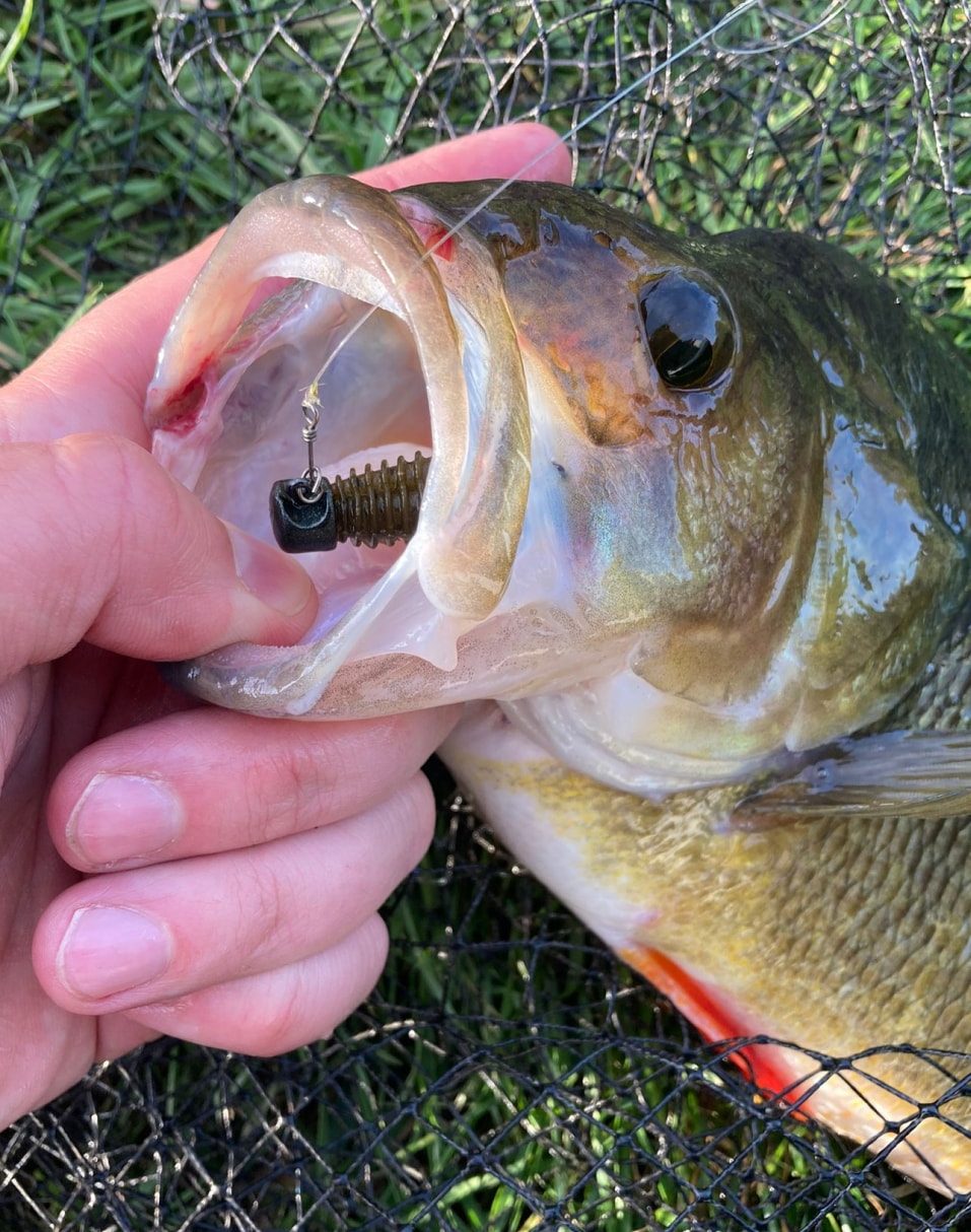 Ned Rig Fishing for Perch: A Complete Guide - Predator Fishing World