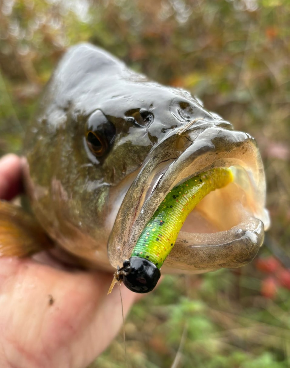 Ned Rig Fishing for Perch: A Complete Guide - Predator Fishing World