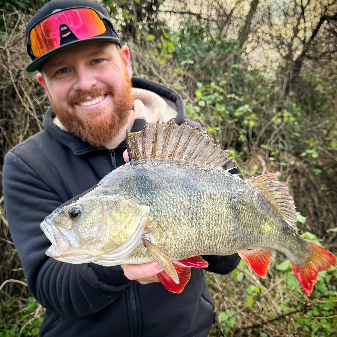 A Brace of 4lb Perch & Double Figure Pike - Predator Fishing World
